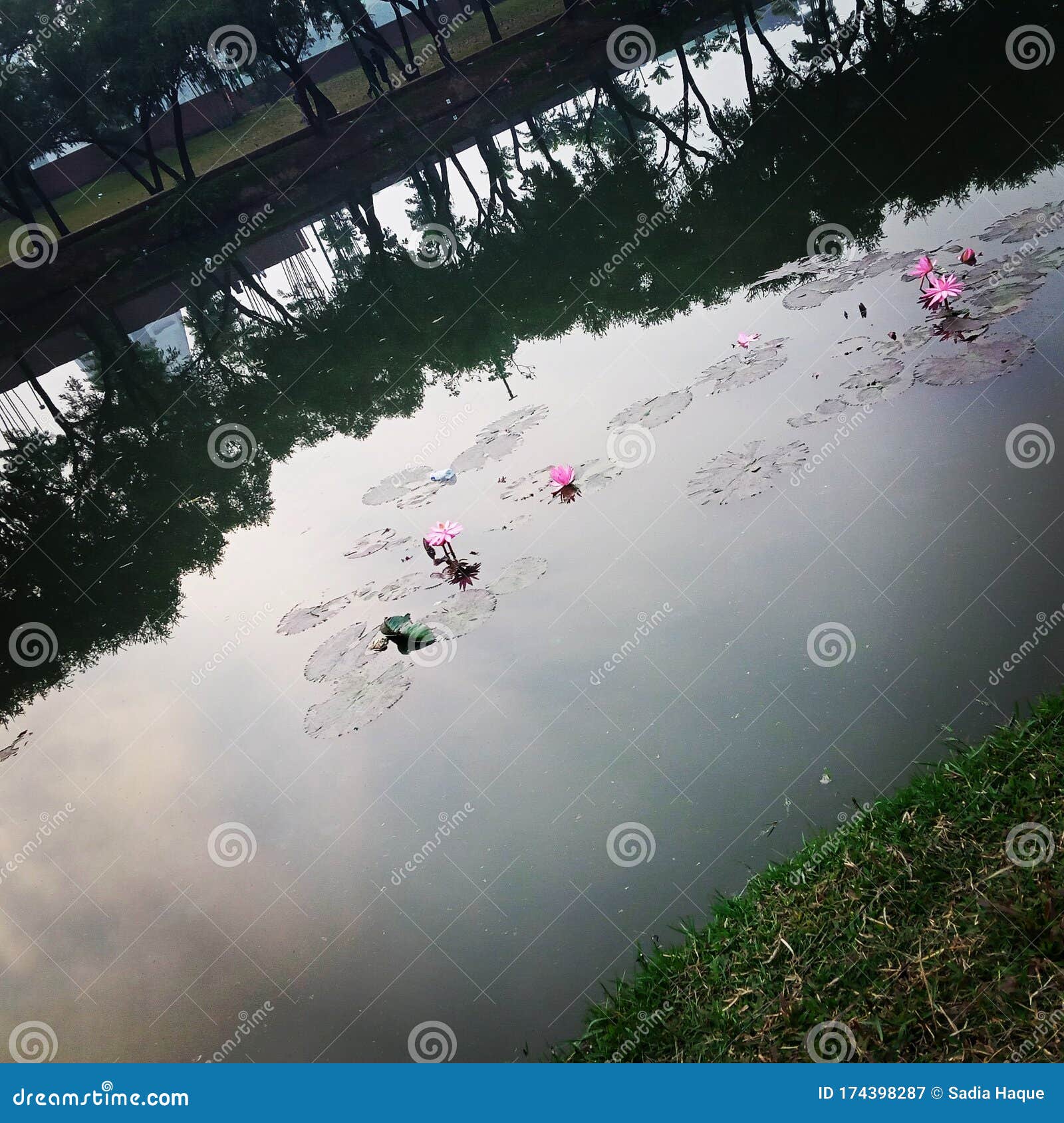 Pukur stock image. Image of water, flowers, pukur, lotus - 174398287