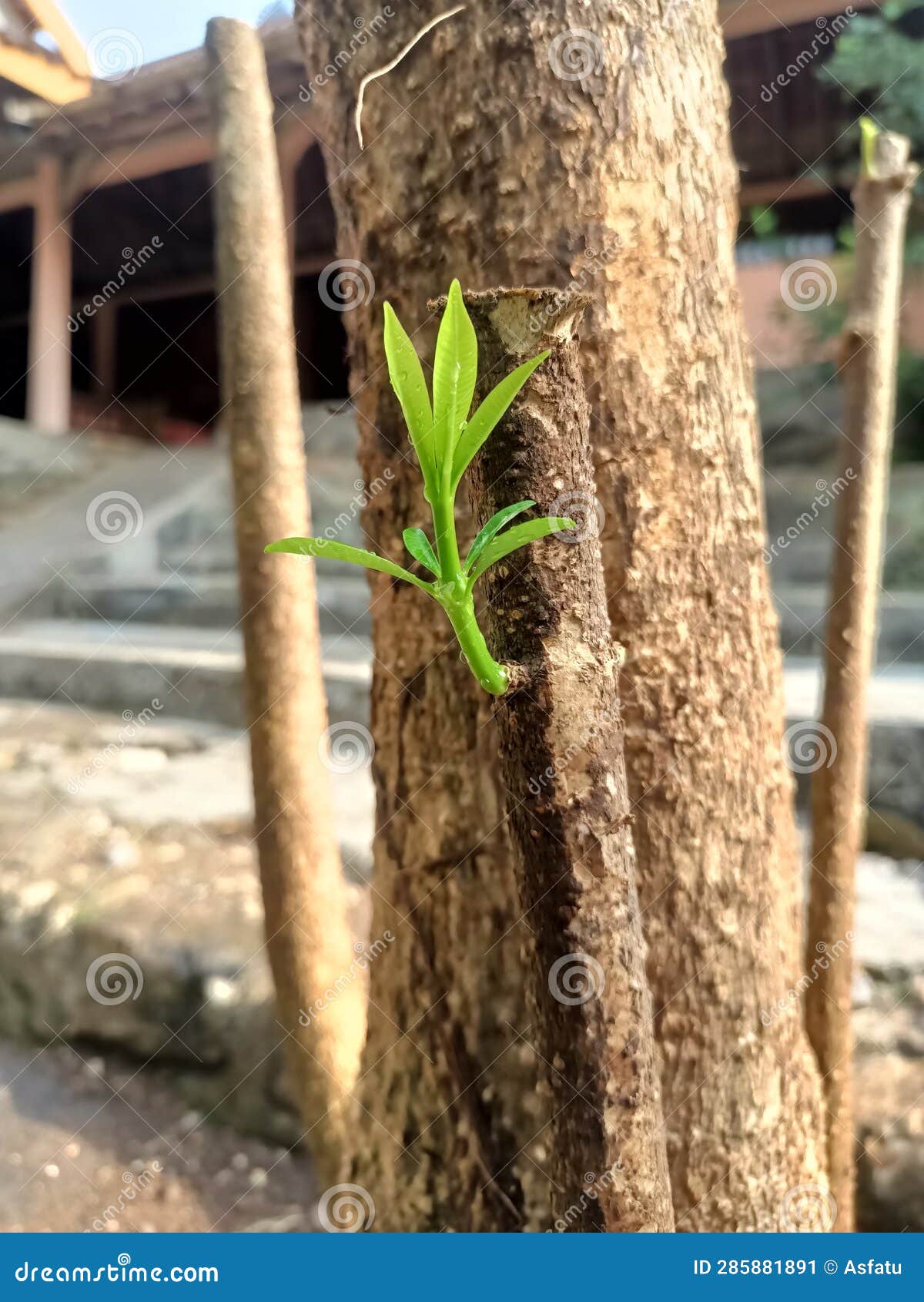 Pulai or Pule is the Name of a Tree with the Botanical Name Alstonia ...