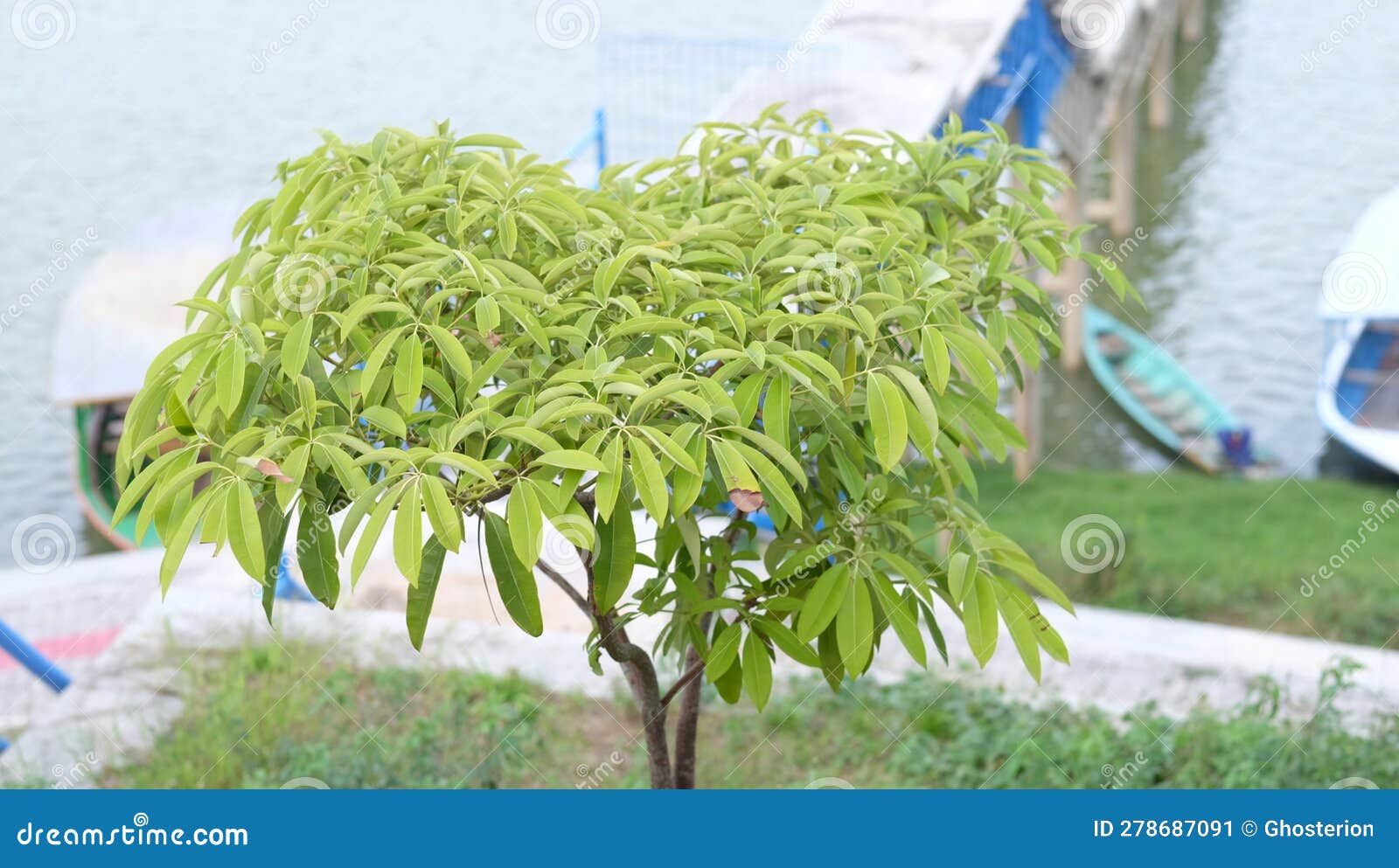 Pulai Tree & X28; Pohon Pulai& X29; Stock Image - Image of pohon ...