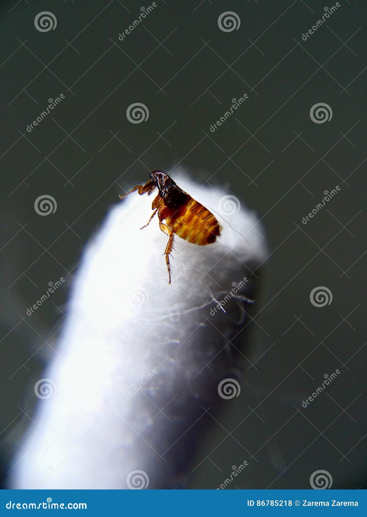 Pulce di gatto fotografia stock. Immagine di gatto, macro - 86785218