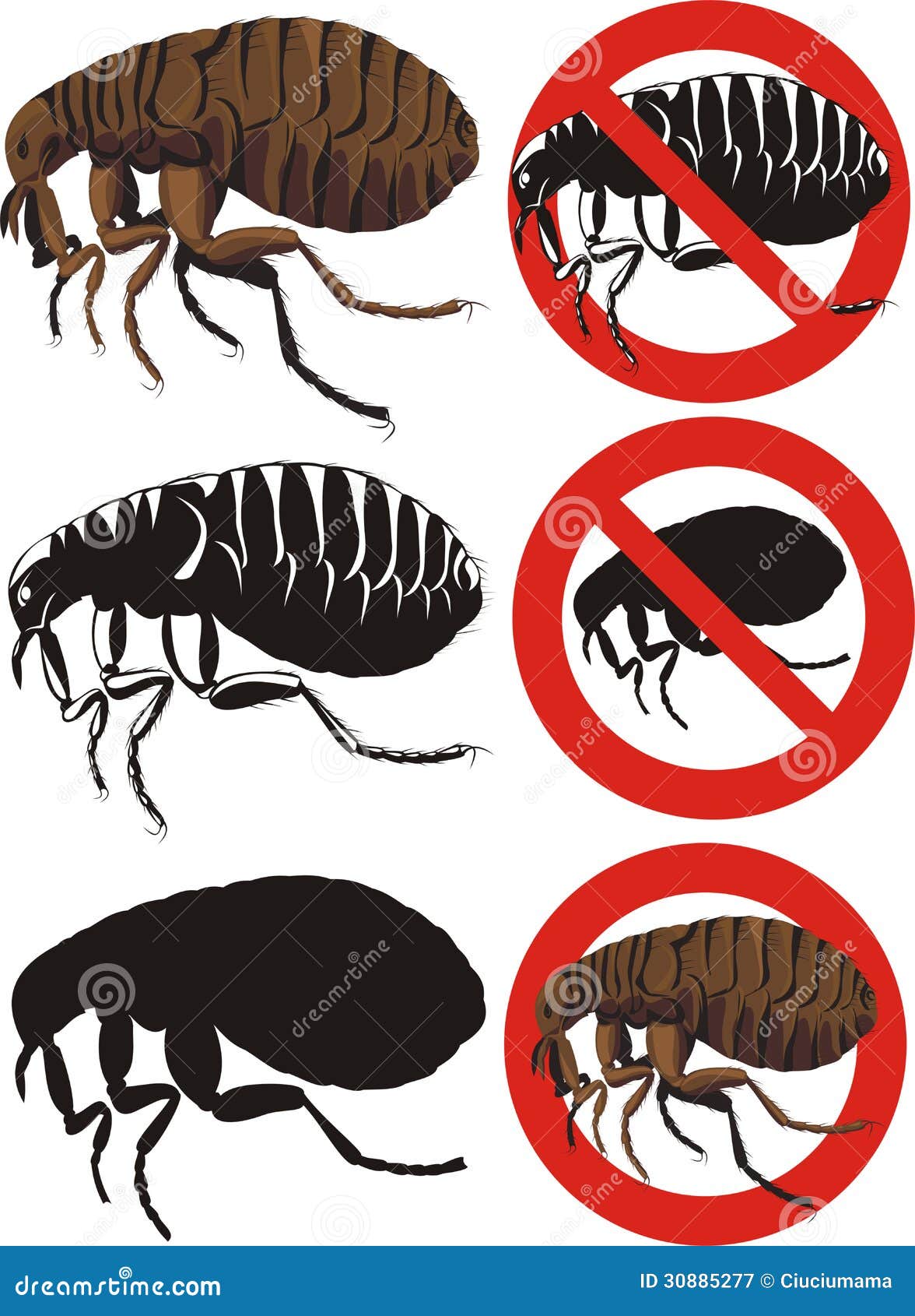 Pulce - Segnali Di Pericolo Illustrazione Vettoriale - Illustrazione di ...