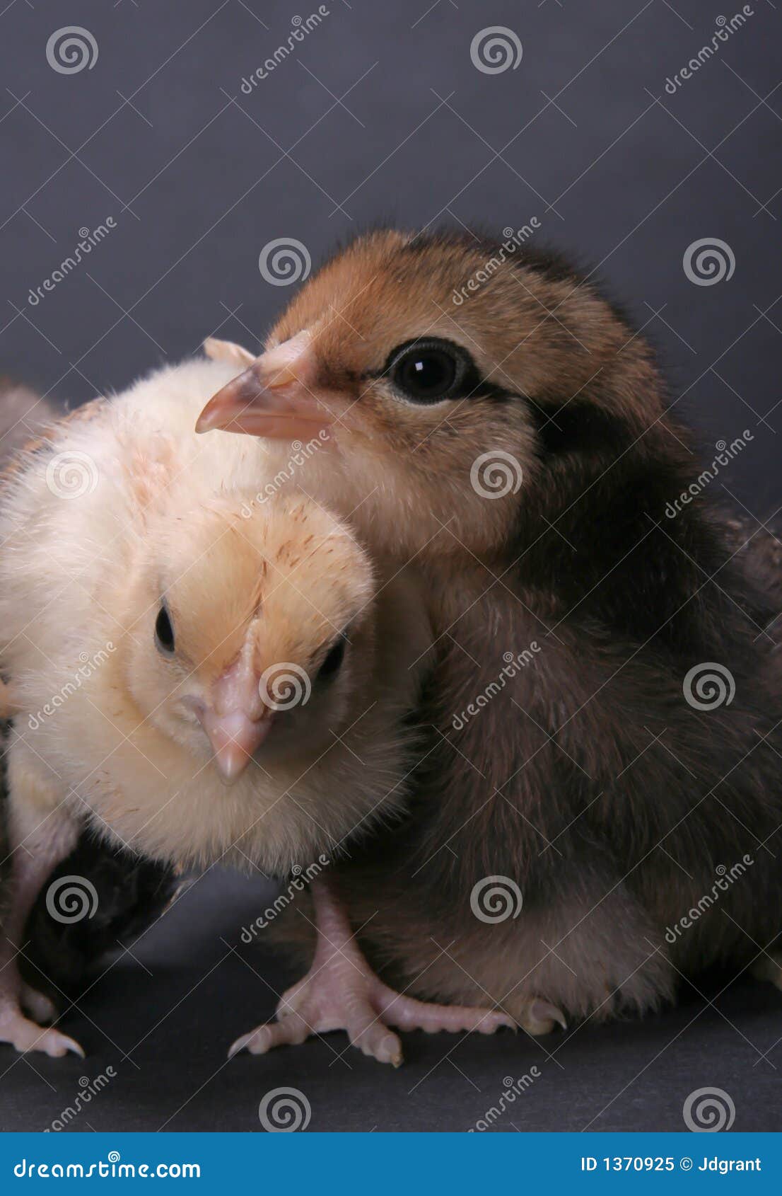 Pulcini immagine stock. Immagine di animali, piccolo, pulcino - 1370925