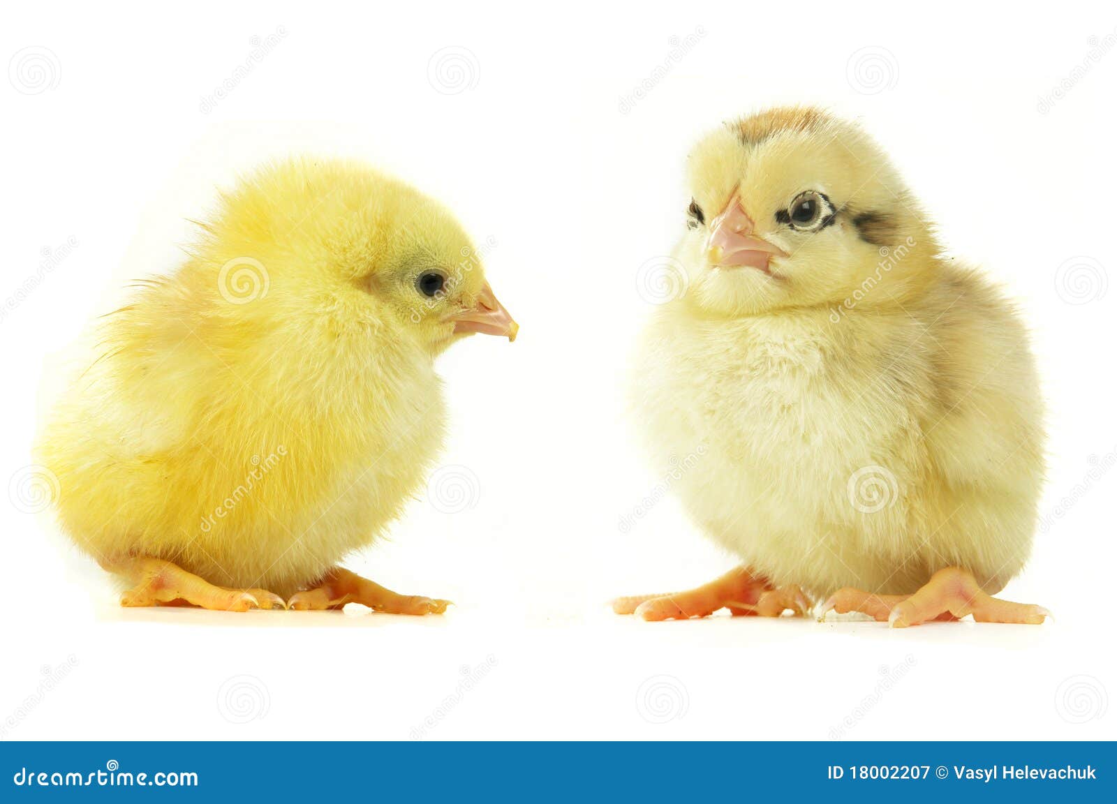 Pulcini immagine stock. Immagine di sonno, pollame, bestiame - 18002207