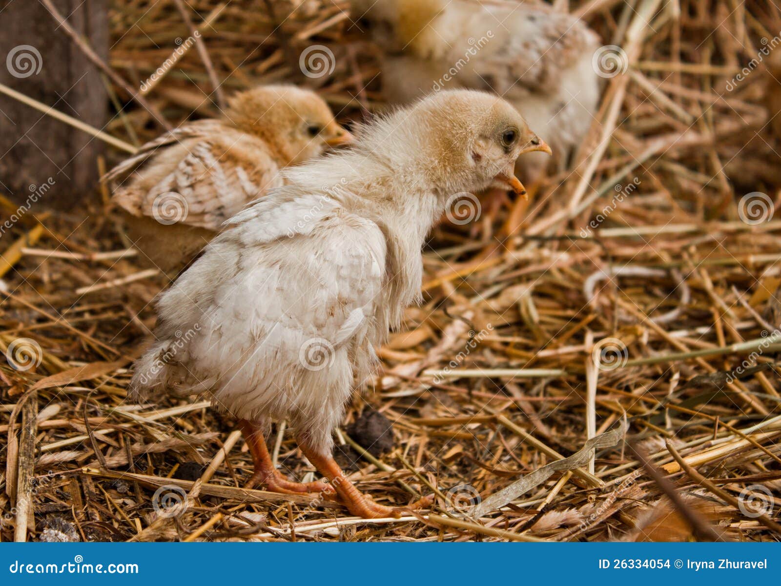Pulcini fotografia stock. Immagine di becco, ammucchiato - 26334054