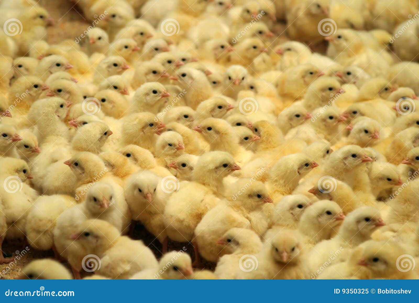 Pulcini immagine stock. Immagine di natura, neonato, pollo - 9350325