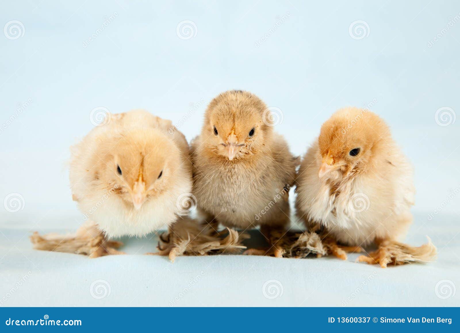 Pulcini del bambino immagine stock. Immagine di pasqua - 13600337