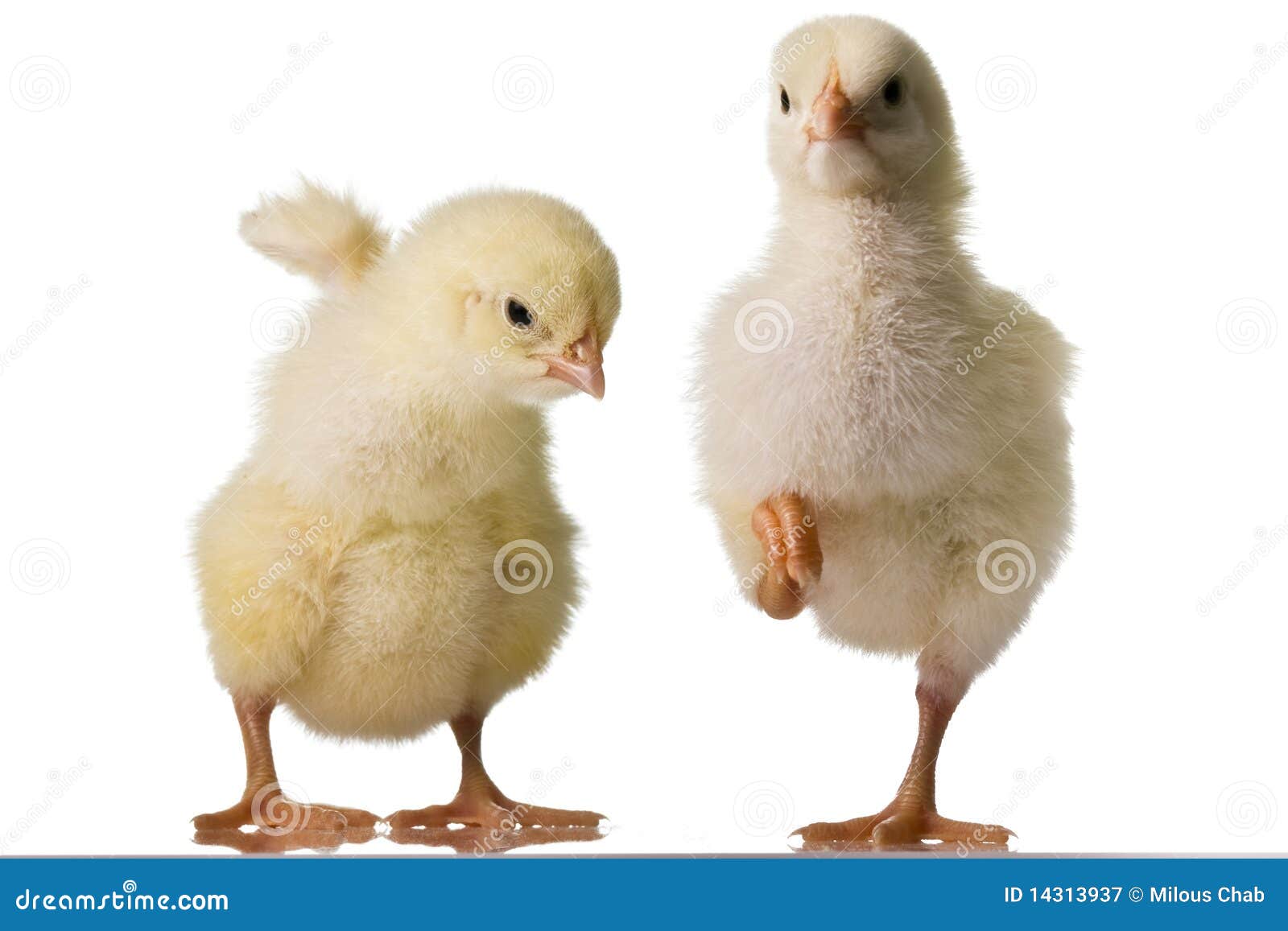 Pulcini del bambino immagine stock. Immagine di isolato - 14313937
