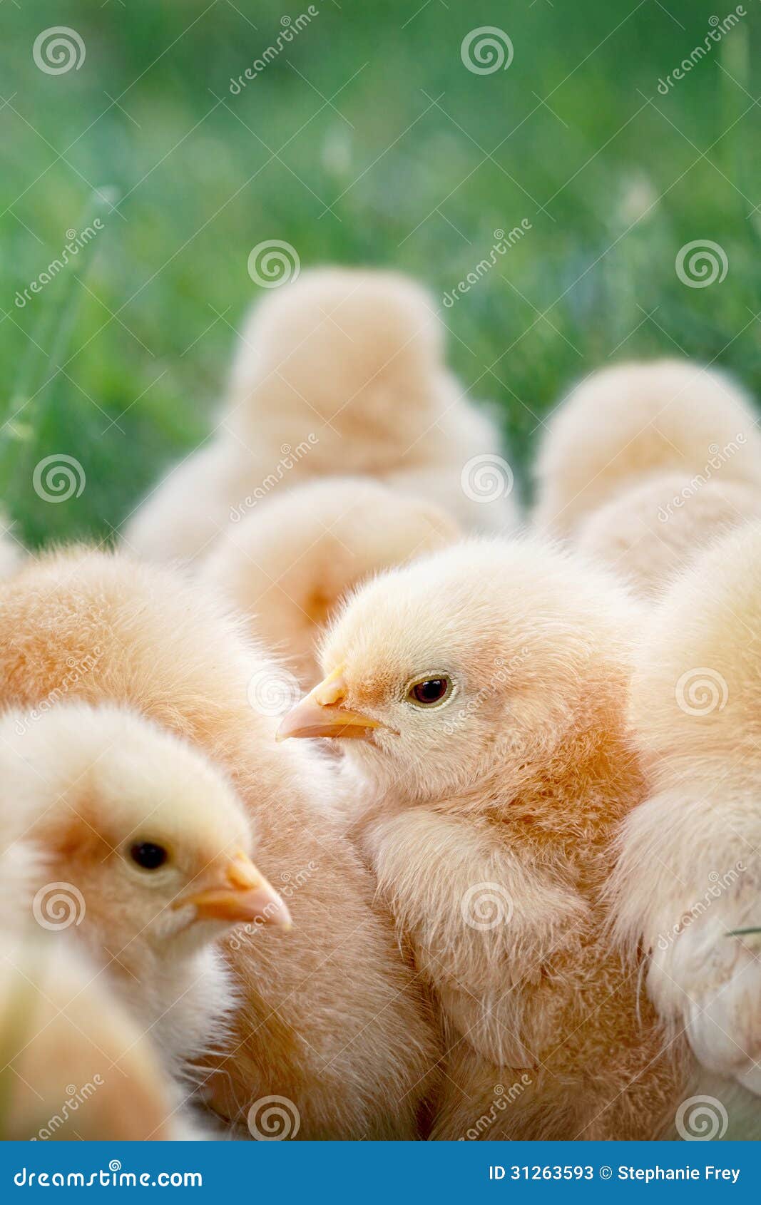 Pulcini del bambino immagine stock. Immagine di selettivo - 31263593