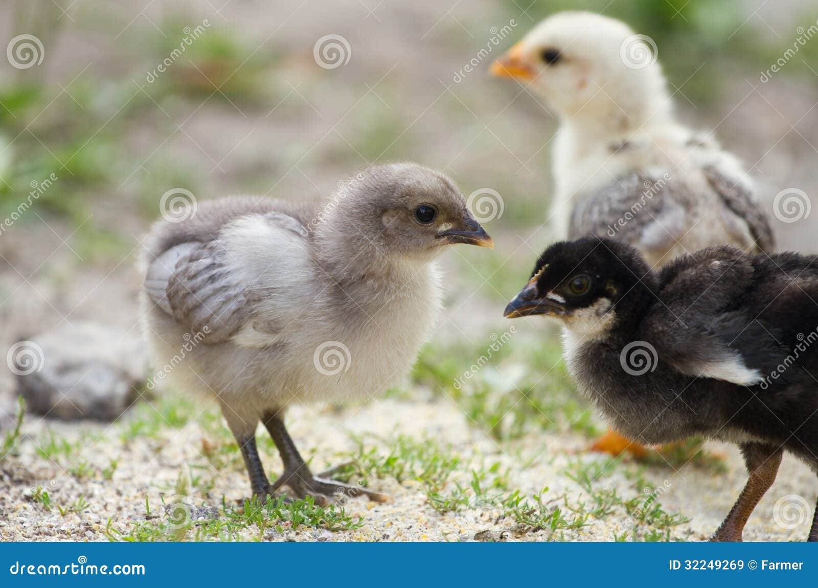Pulcini del bambino immagine stock. Immagine di nazionale - 32249269