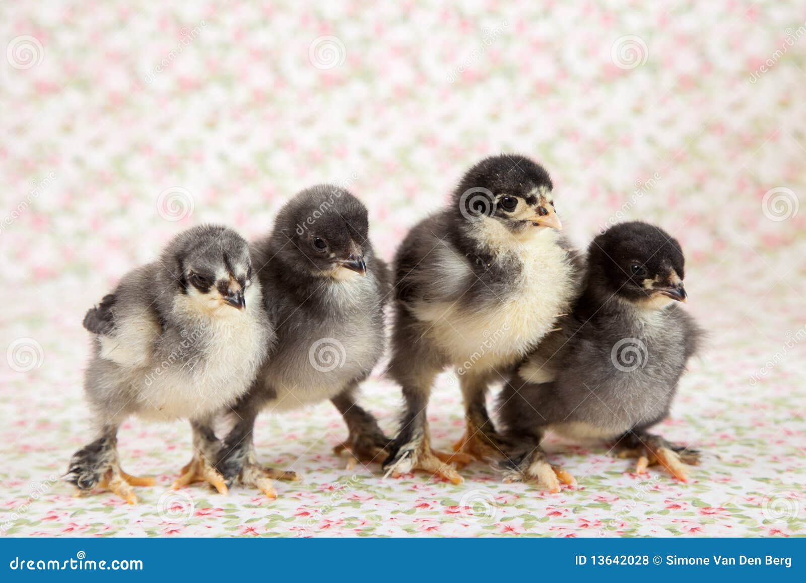 Pulcini di Brahma fotografia stock. Immagine di animali - 13642028