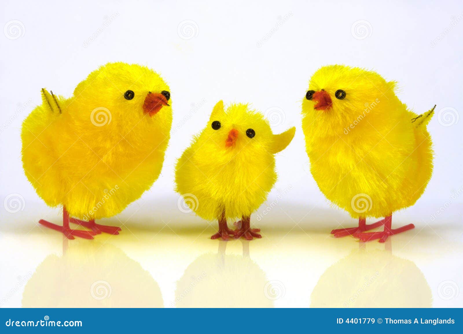 Pulcini di Pasqua immagine stock. Immagine di pulcino - 4401779