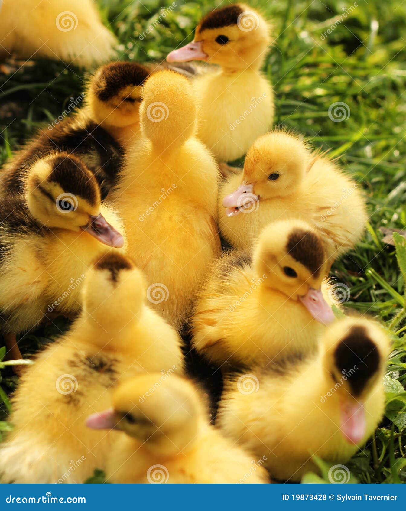 Pulcini Ed Anatre Svegli Gialli 2 Fotografia Stock - Immagine di pollo ...