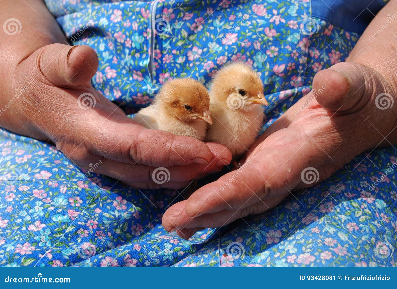 Pulcini in mano agricola immagine stock. Immagine di campagna - 93428081