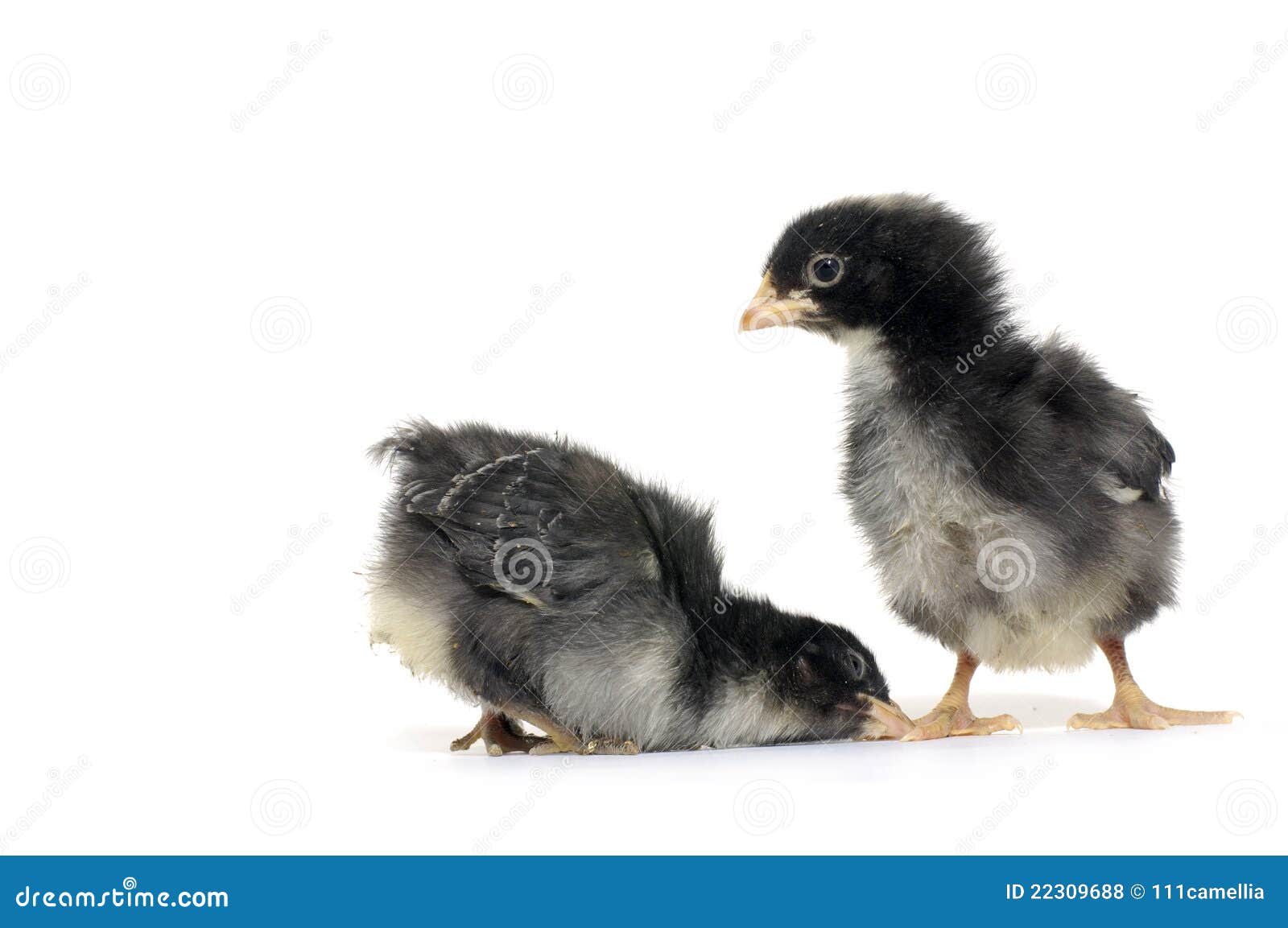 Pulcini neri fotografia stock. Immagine di lanuginoso - 22309688