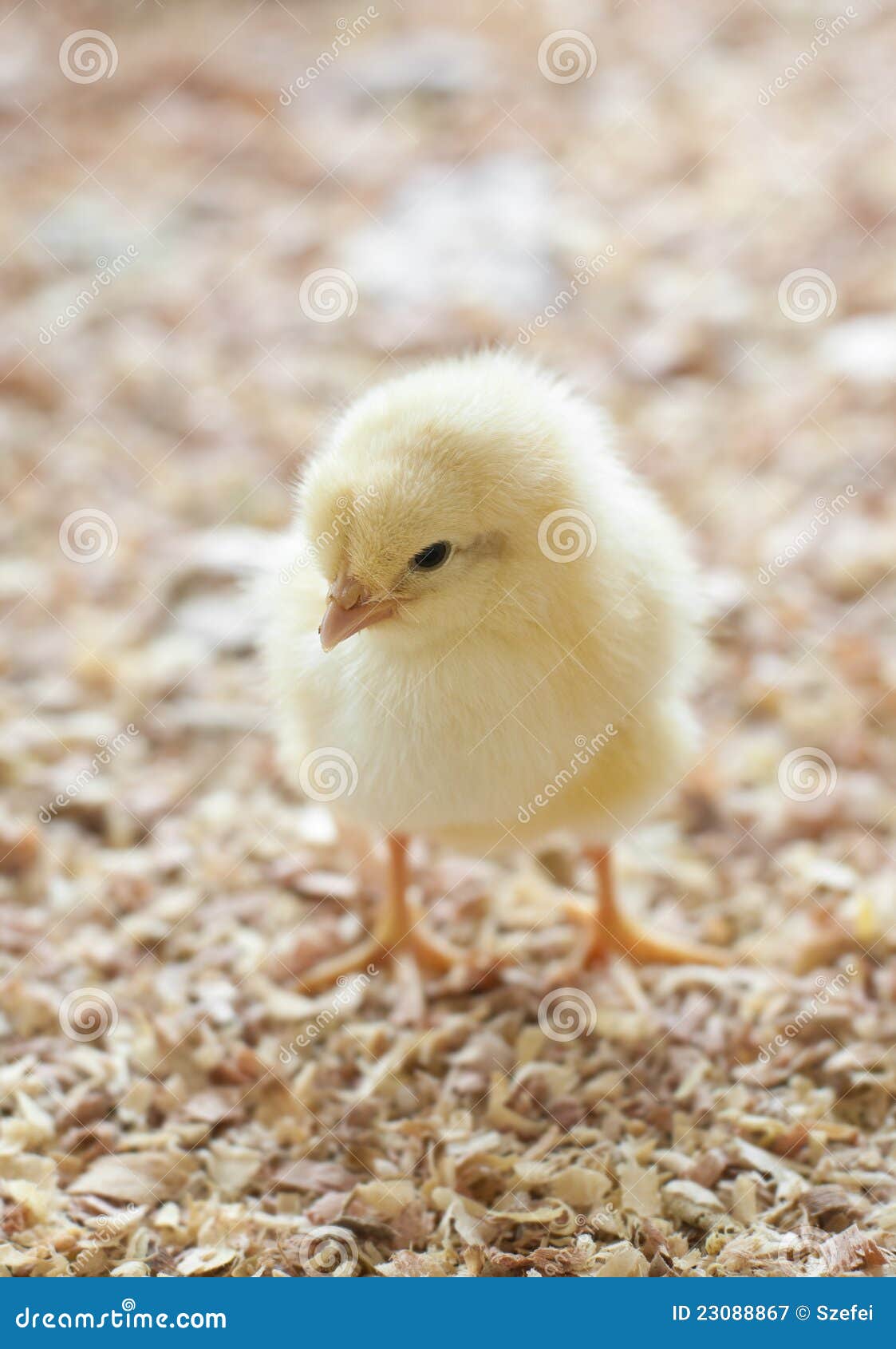 Pulcino immagine stock. Immagine di agricoltura, bambino - 23088867