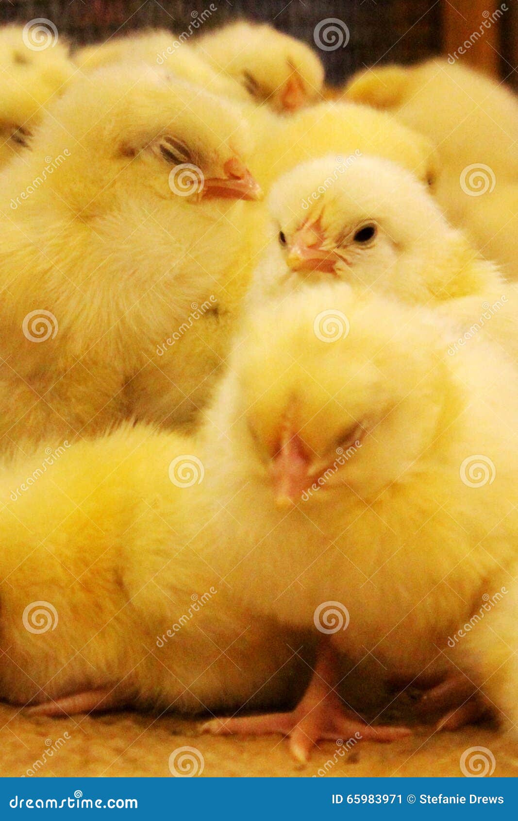 Pulcino immagine stock. Immagine di pulcini, uova, podere - 65983971