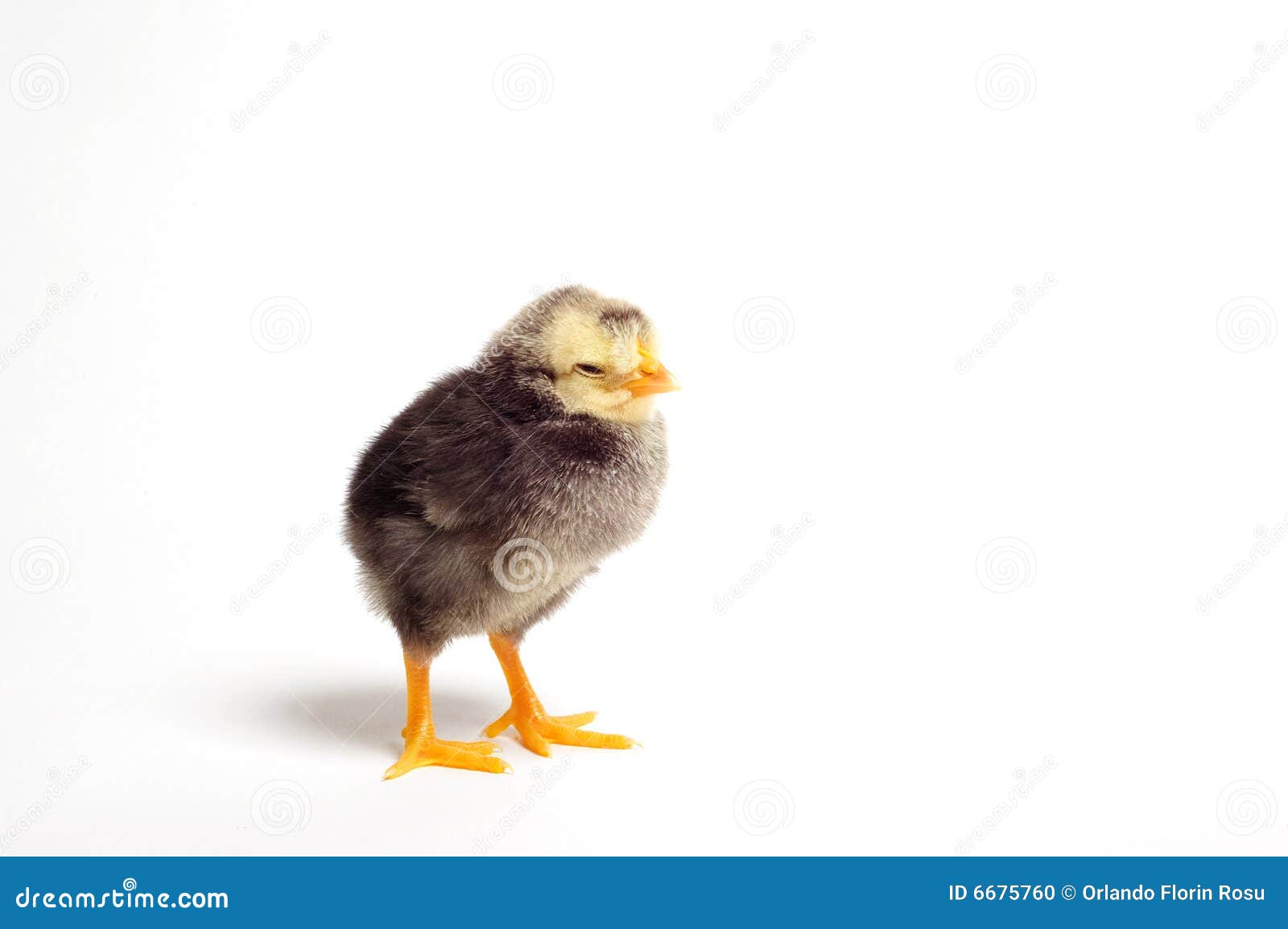 Pulcino fotografia stock. Immagine di bambino, pollo, purezza - 6675760