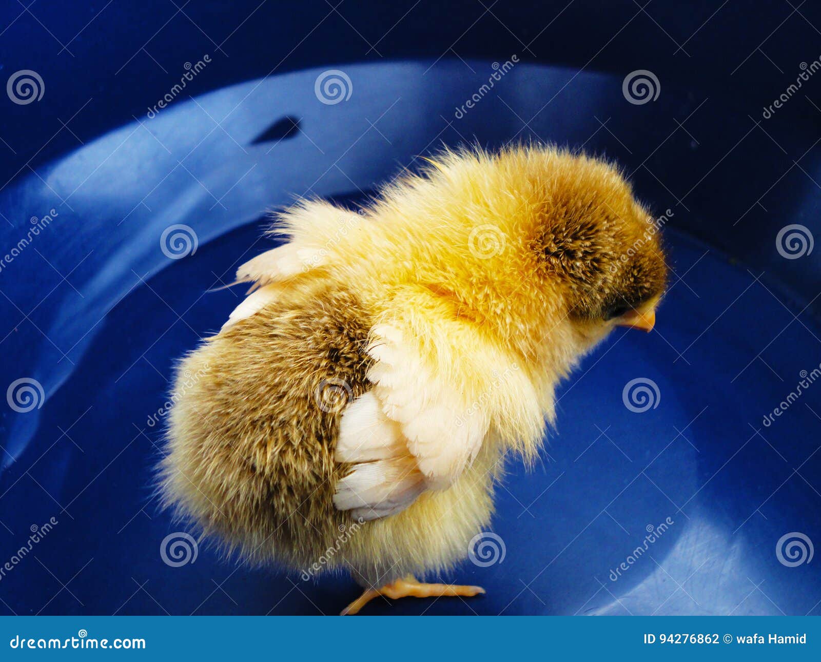 Pulcino fotografia stock. Immagine di pulcino, bambino - 94276862