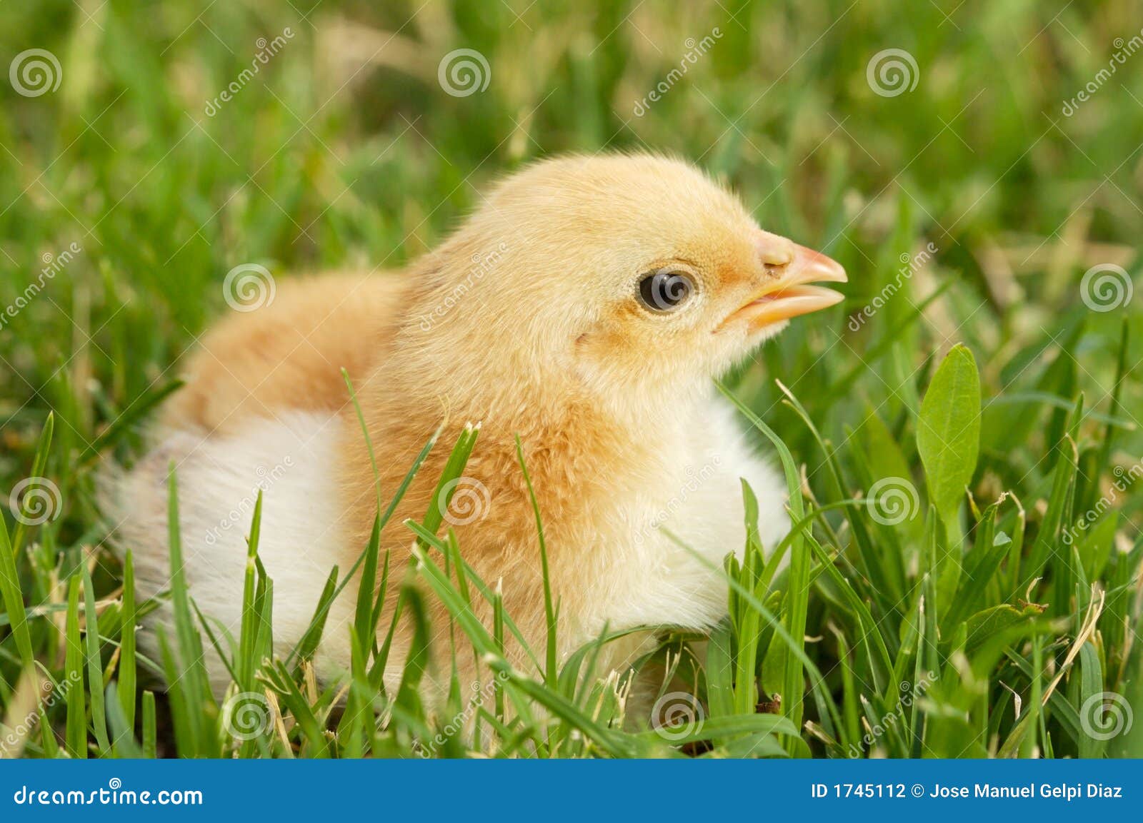 Pulcino adorabile fotografia stock. Immagine di giallo - 1745112