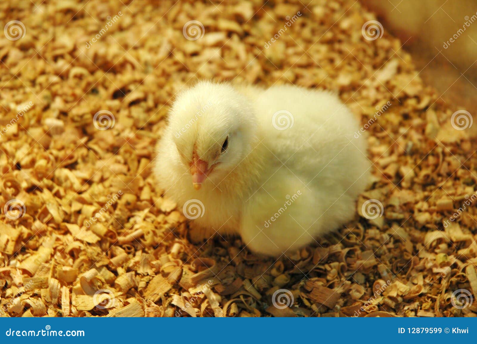 Pulcino appena nato giallo immagine stock. Immagine di becco - 12879599