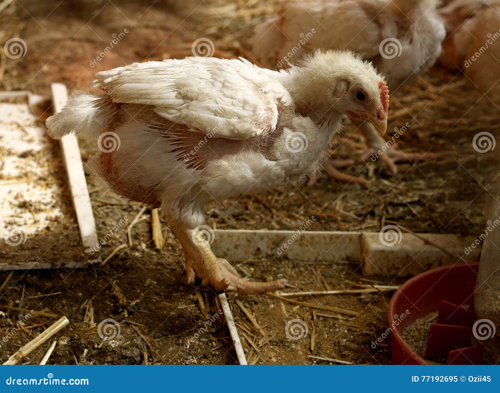 immagini di riserva di Pulcino Bianco Cresciuto - la sovranità di ...