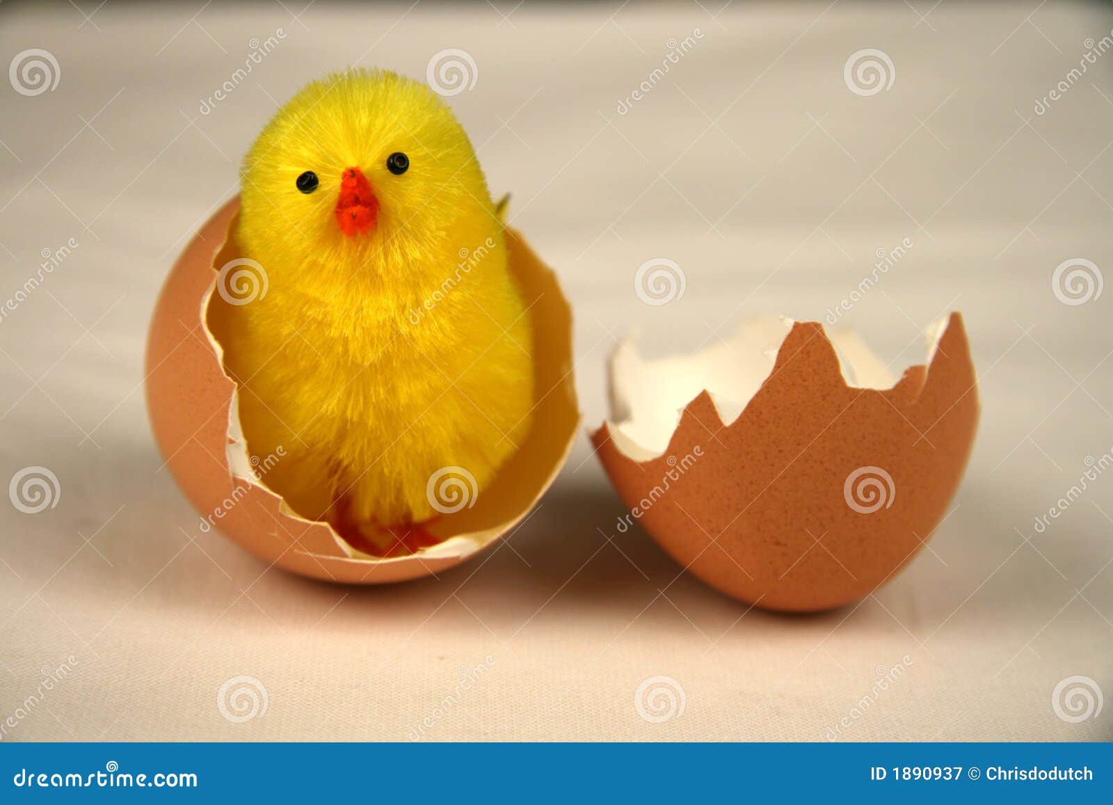 Pulcino che esce immagine stock. Immagine di pollo, pasqua - 1890937
