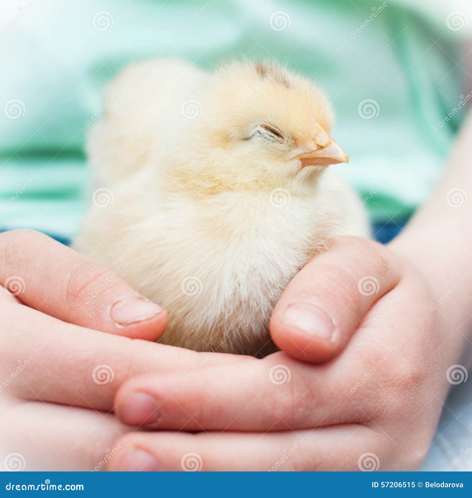 Pulcino Del Bambino Mani Foto Stock - Download 413 Royalty Free Photos