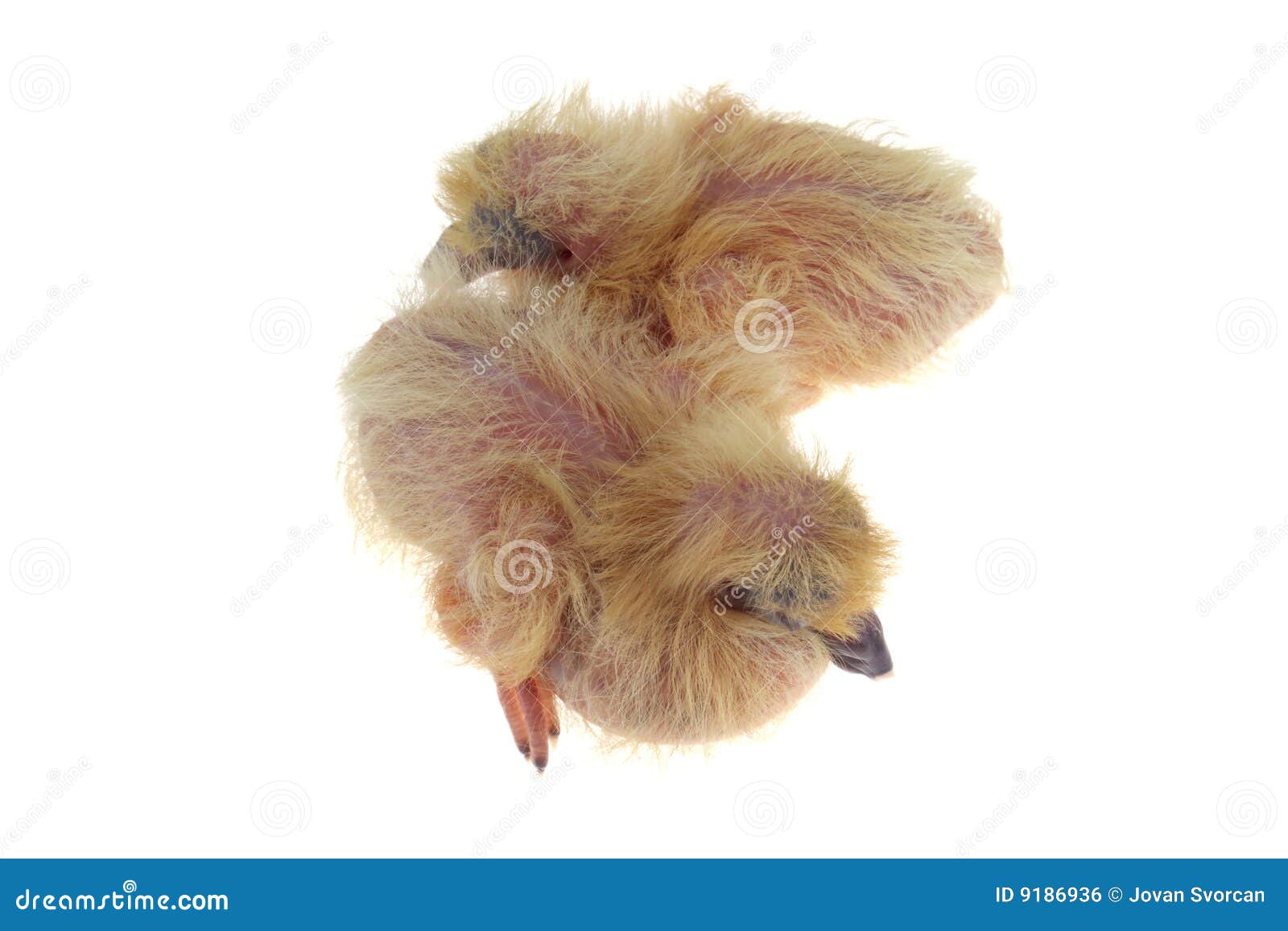 Pulcino del piccione fotografia stock. Immagine di piccioncino - 9186936