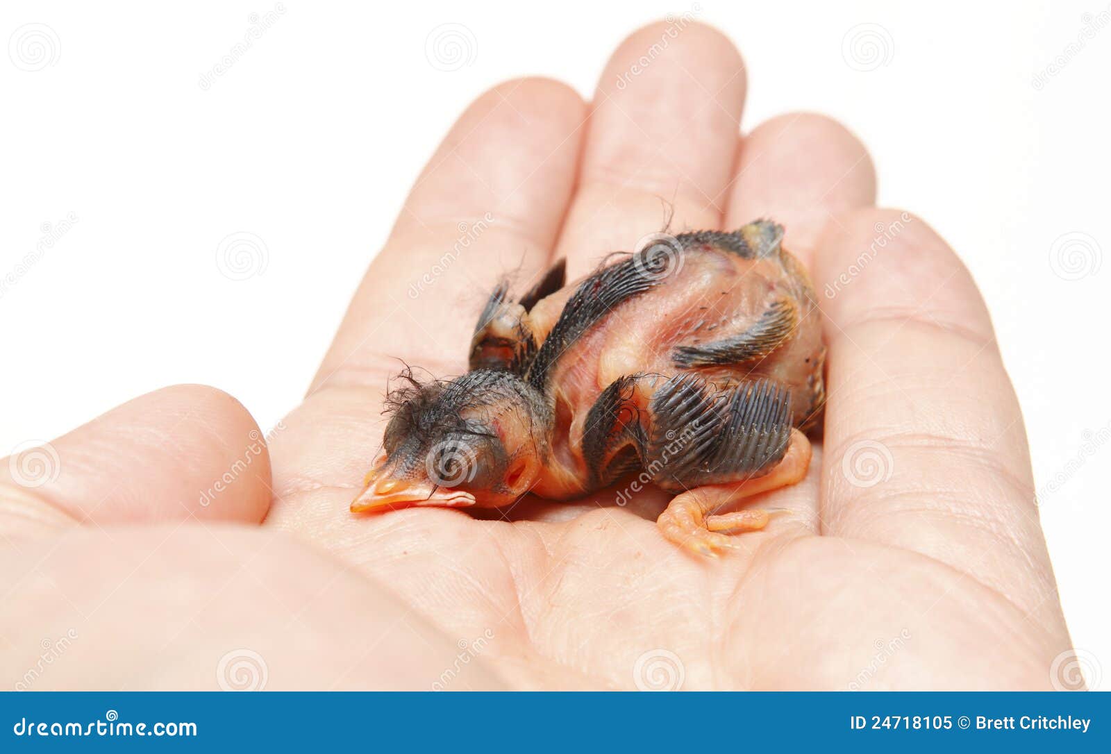 Pulcino dell'uccello immagine stock. Immagine di pulcino - 24718105