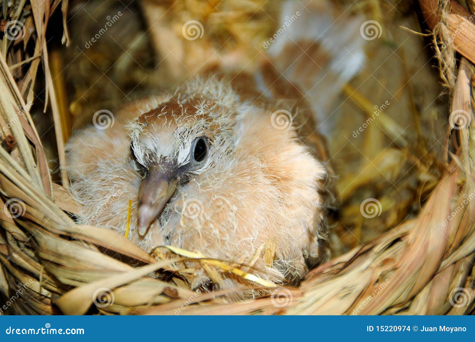 Pulcino Della Colomba Di Ringneck Fotografia Stock - Immagine di beige ...