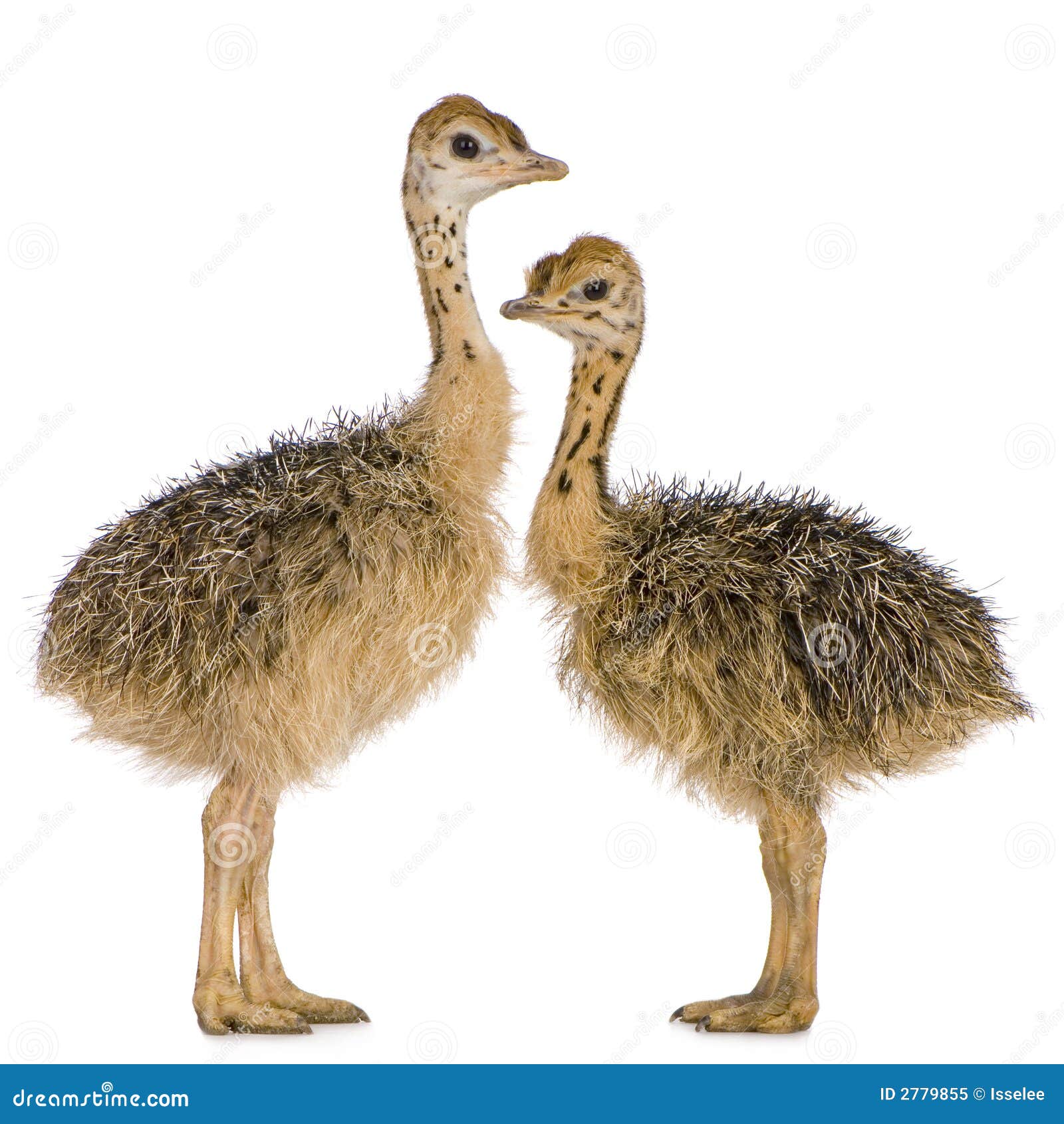 Pulcino dello struzzo immagine stock. Immagine di bambino - 2779855