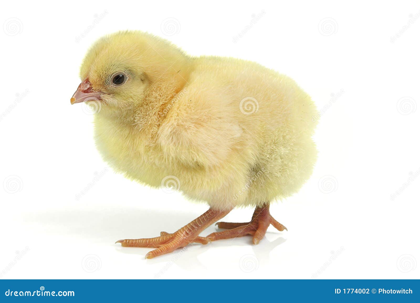 Pulcino di Pasqua fotografia stock. Immagine di sopportato - 1774002