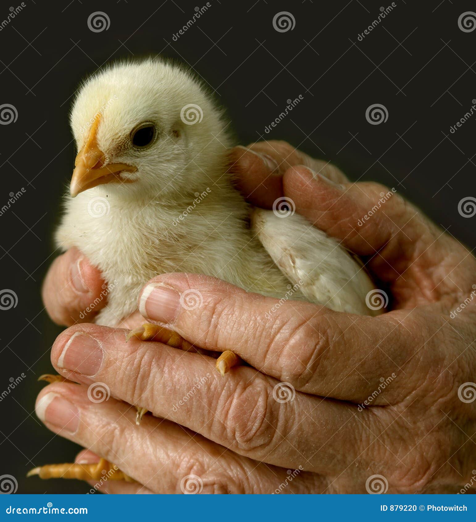 Pulcino di Pasqua fotografia stock. Immagine di uovo, covato - 879220