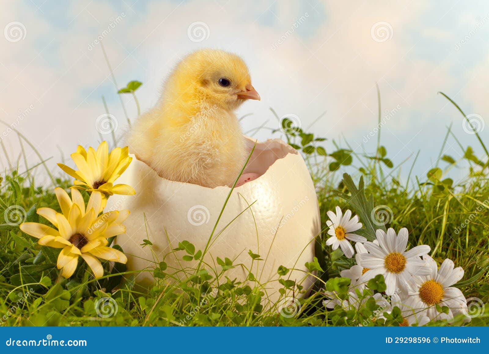 Pulcino Di Pasqua Nel Giardino Fotografia Stock - Immagine di pulcino ...