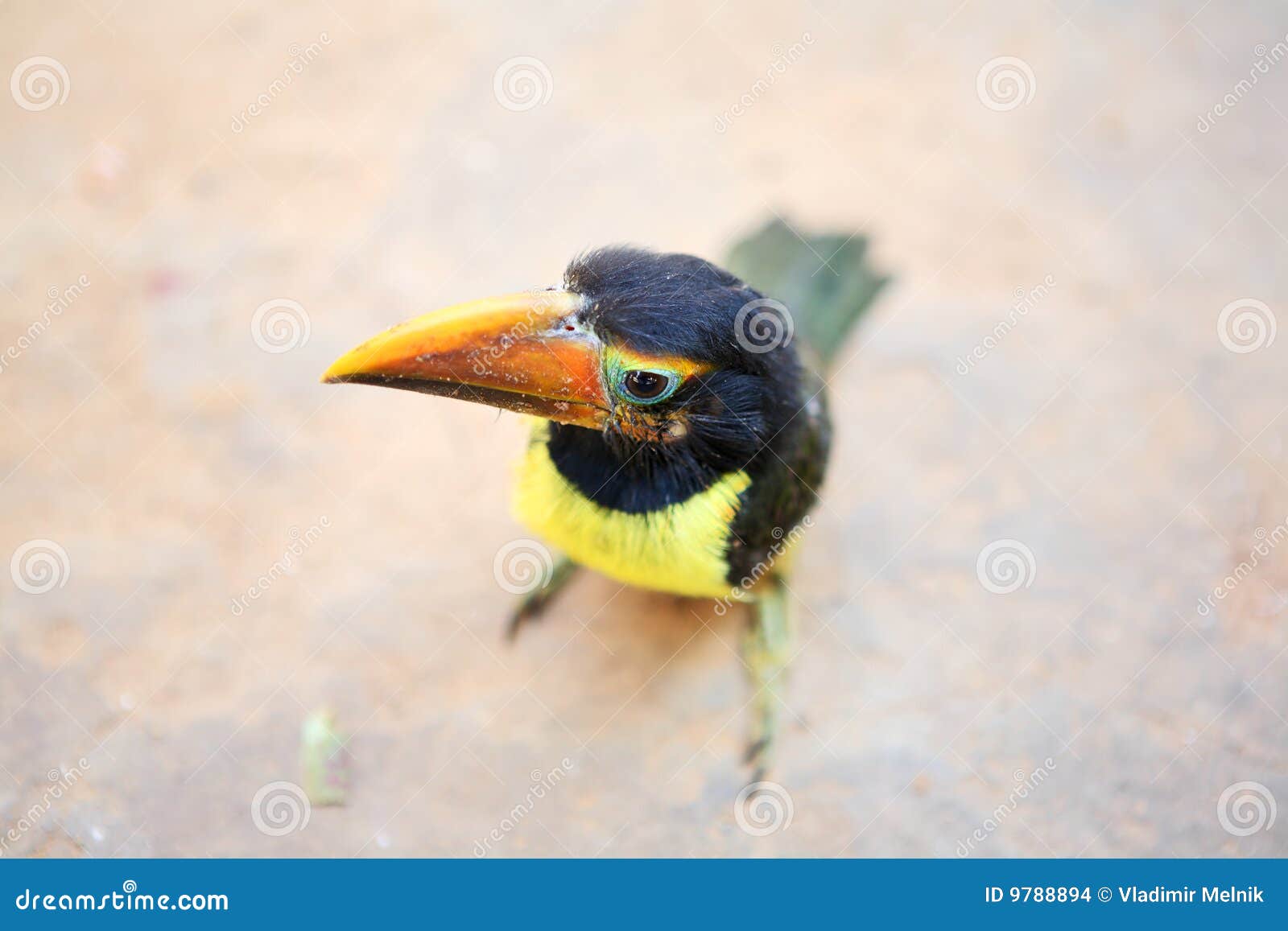 Pulcino di Toucan fotografia stock. Immagine di naso, venezuela - 9788894