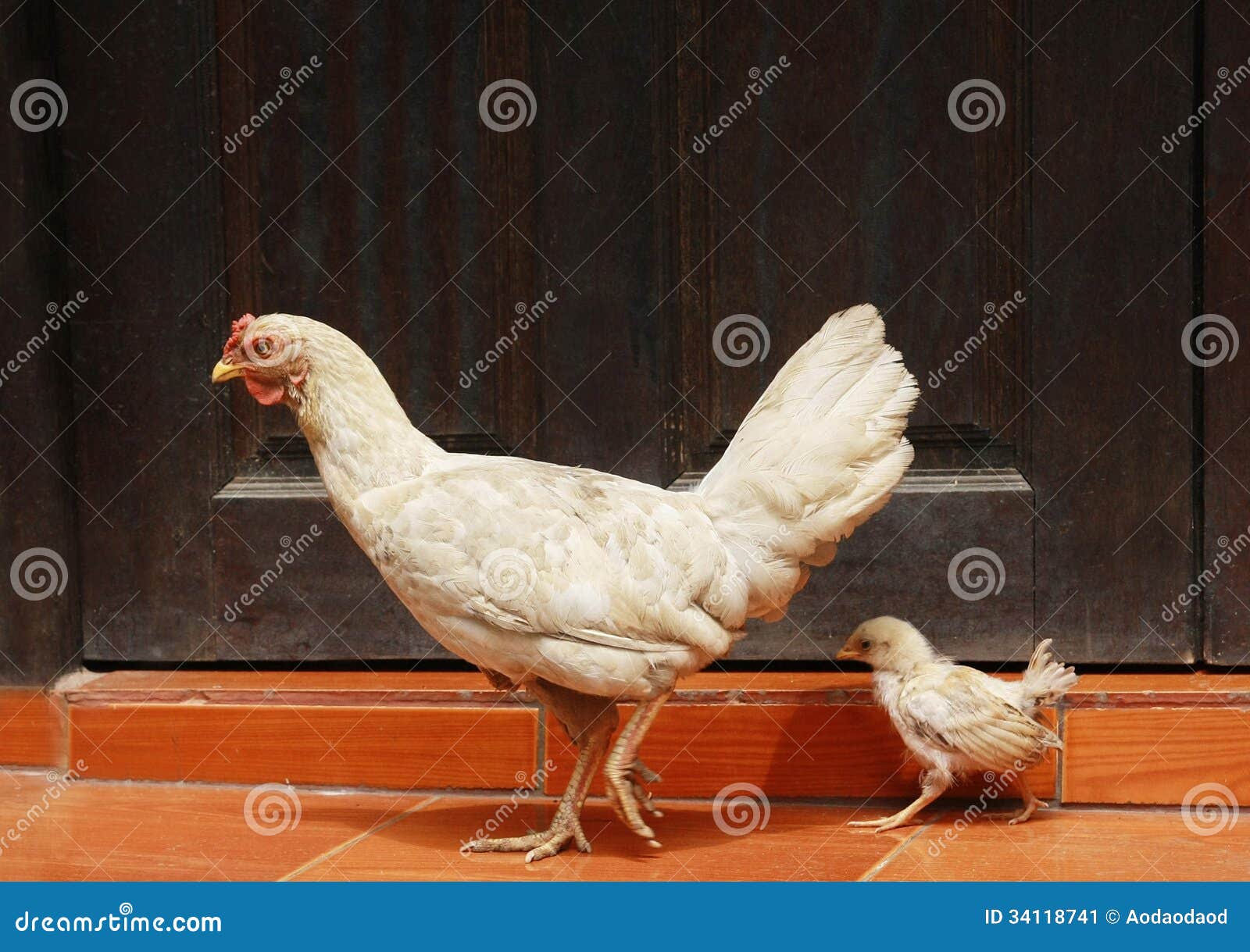 Pulcino e gallina immagine stock. Immagine di incubatrice - 34118741