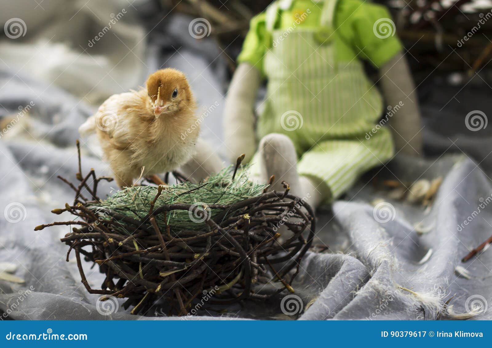Pulcino giallo immagine stock. Immagine di fresco, colazione - 90379617