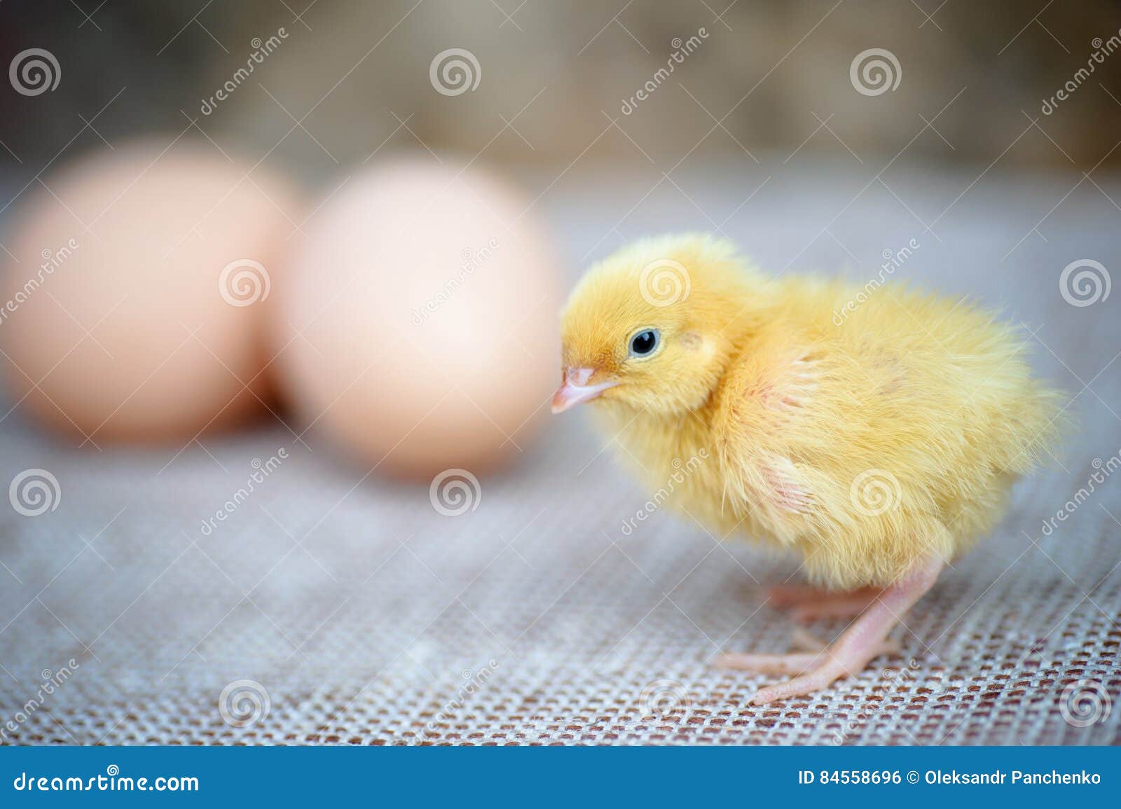 Pulcino giallo appena nato fotografia stock. Immagine di sfondo - 84558696