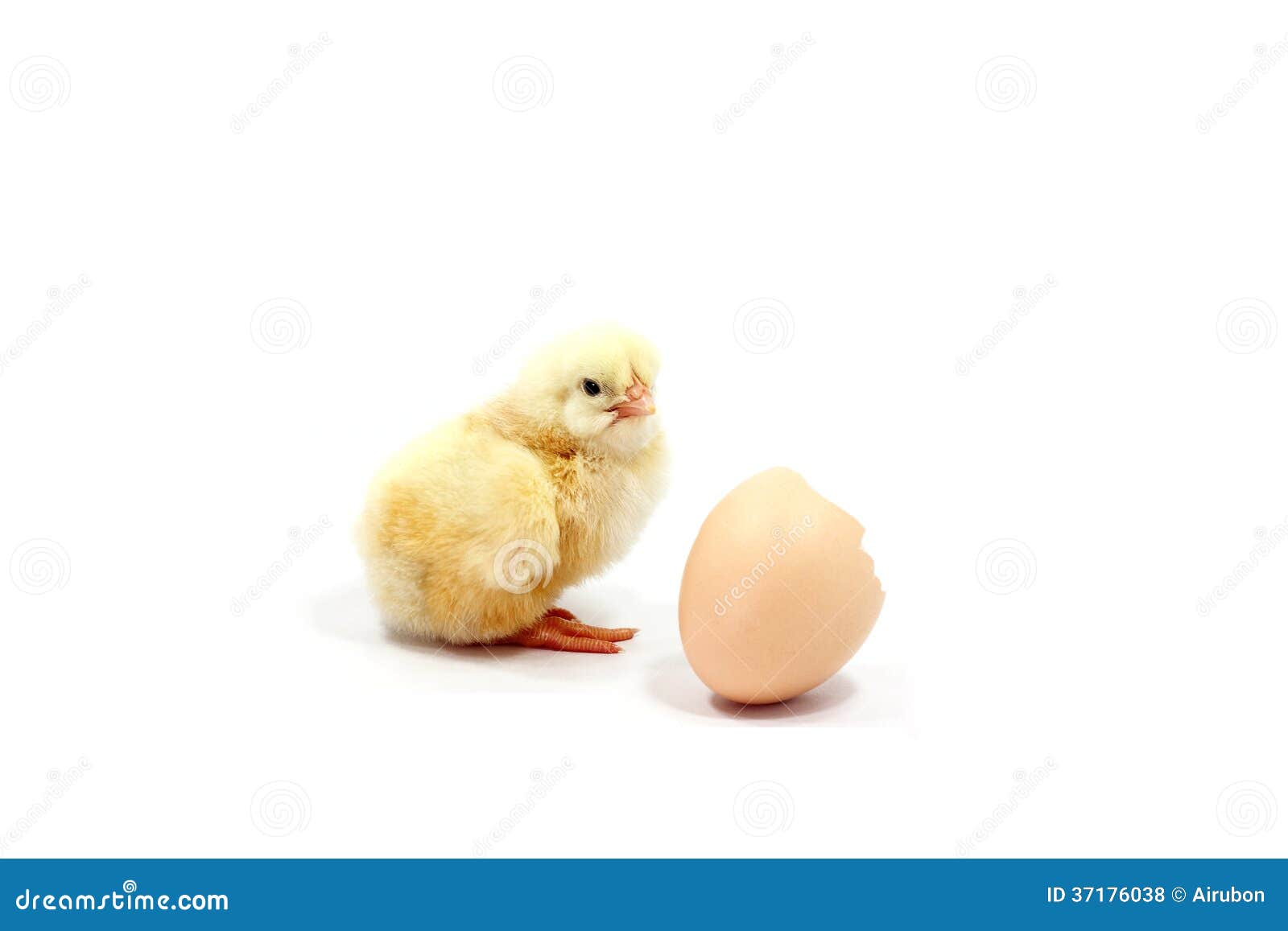 Pulcino Giallo Con Le Coperture Fotografia Stock - Immagine di capelli ...