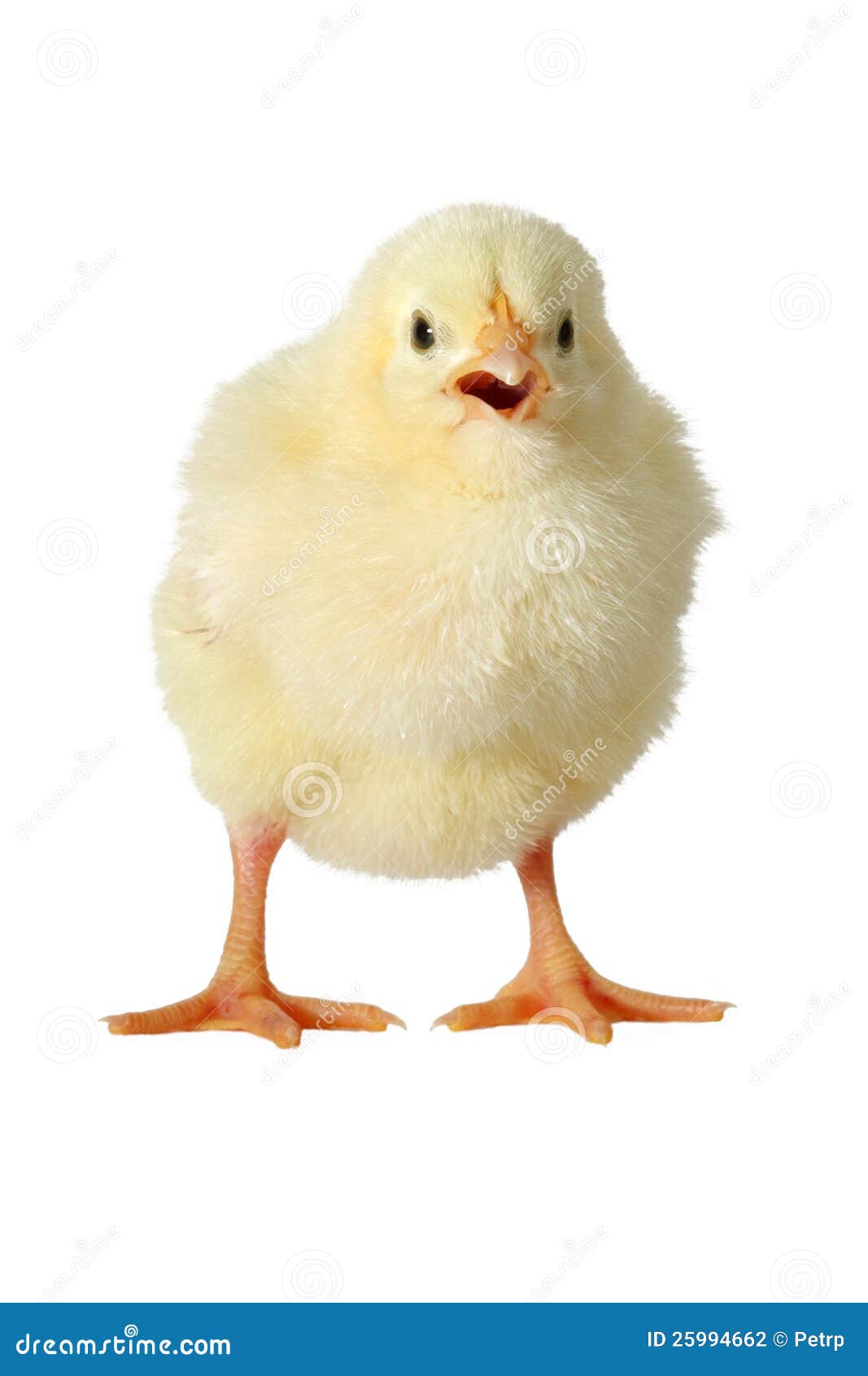 Pulcino giallo isolato fotografia stock. Immagine di animale - 25994662