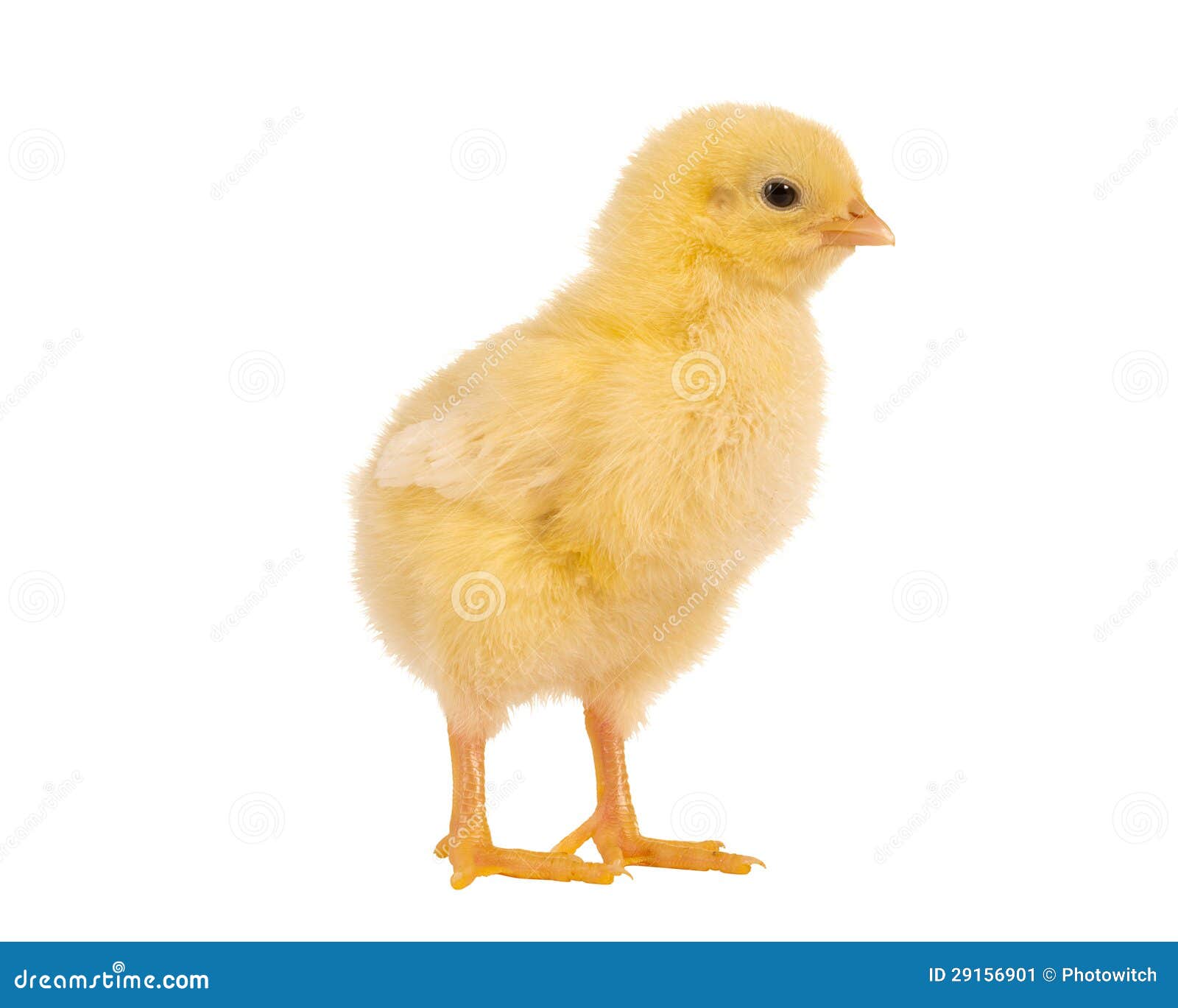 Pulcino molle di pasqua immagine stock. Immagine di morbido - 29156901