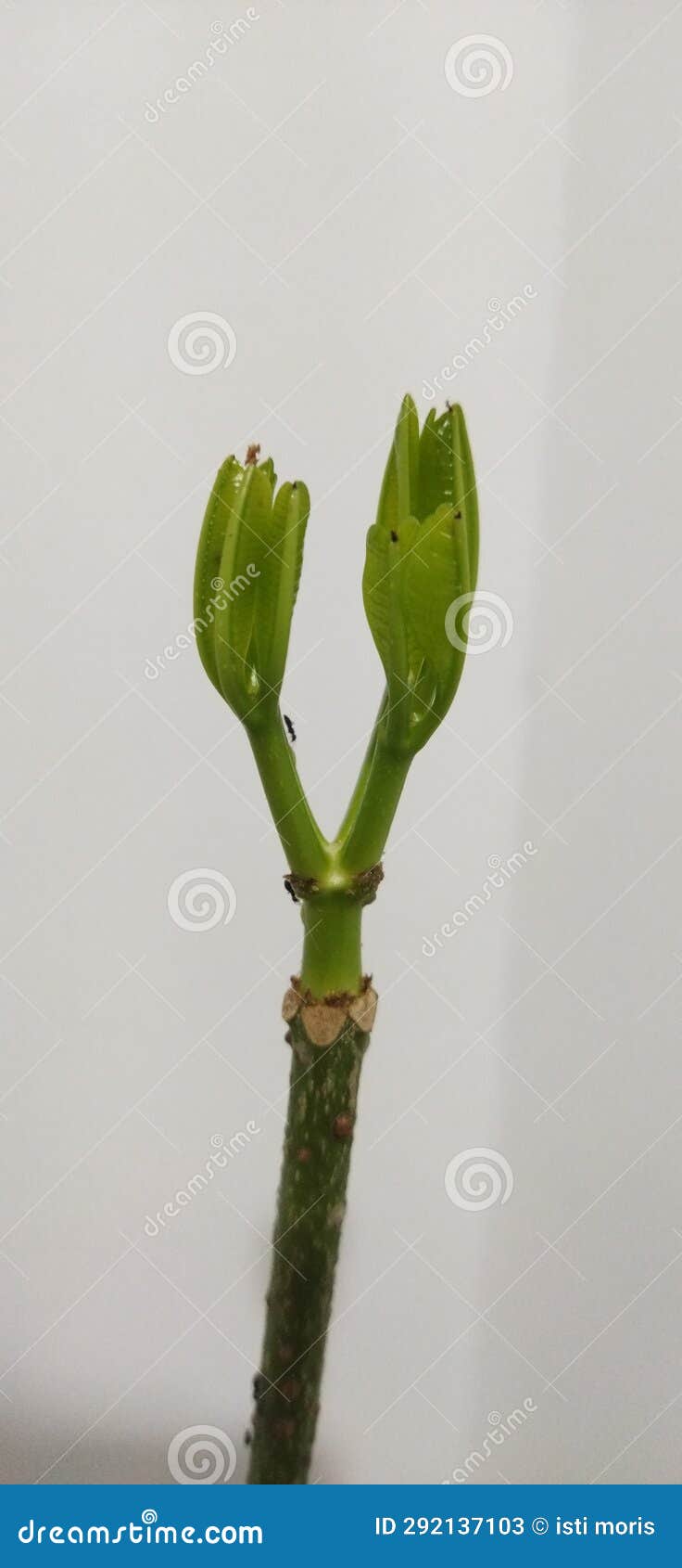 The pule tree has sprouted stock image. Image of pule - 292137103