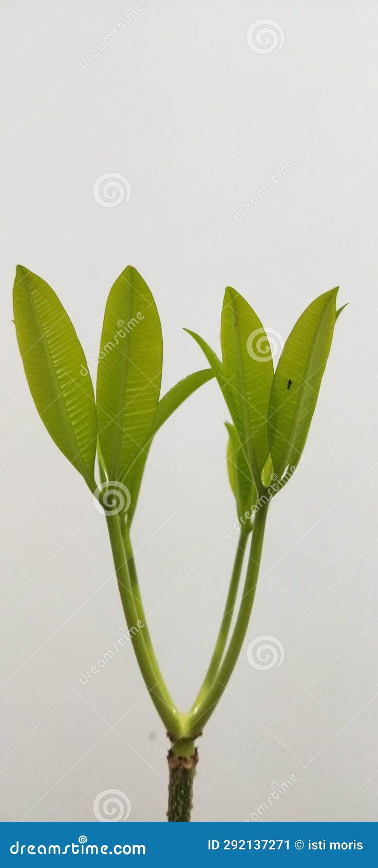 The pule tree has sprouted stock image. Image of sprouted - 292137271