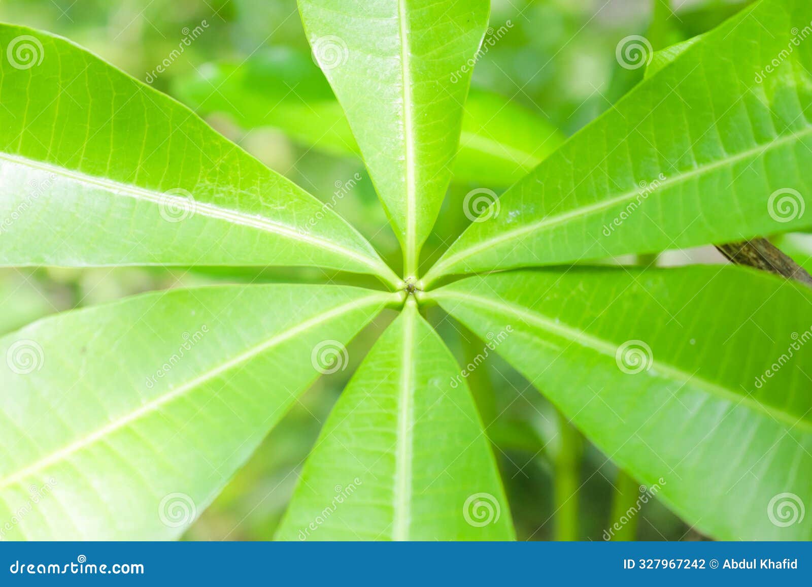Pule Tree Leaves 1 stock photo. Image of wildlife, adorable - 327967242