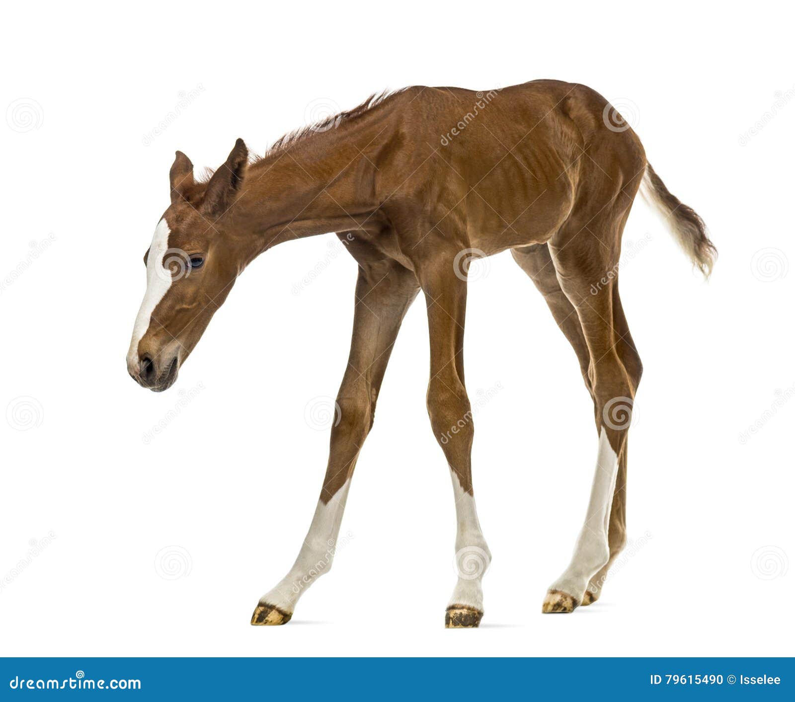 Puledro Che Fiuta E Che Guarda Giù Fotografia Stock - Immagine di ...