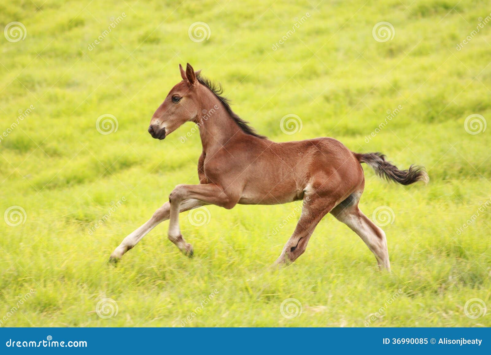 Puledro che passa prato immagine stock. Immagine di podere - 36990085
