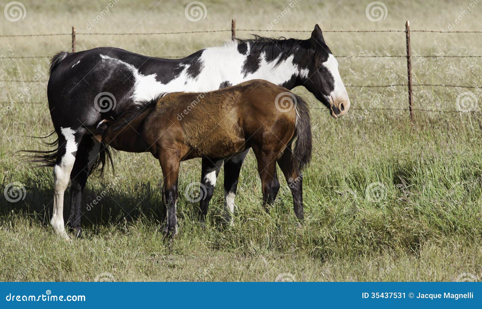 Puledro Che Si Alimenta Con La Giumenta Immagine Stock - Immagine di ...