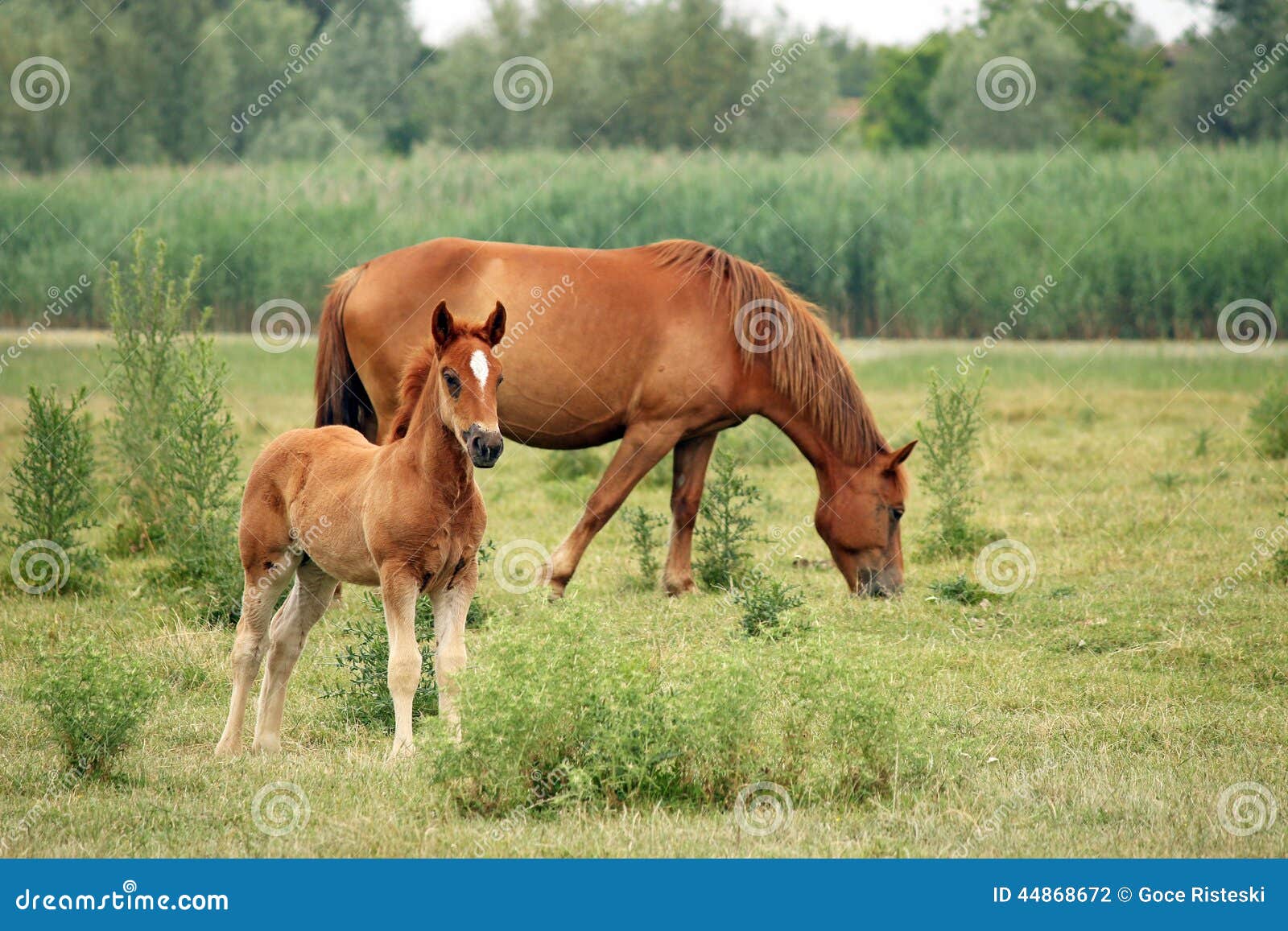 Puledro e cavallo di Brown fotografia stock. Immagine di pascolo - 44868672