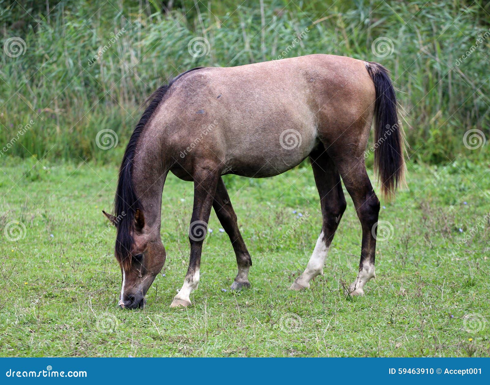 Puledro Grazioso Che Pasce Sul Prato Fotografia Stock - Immagine di ...