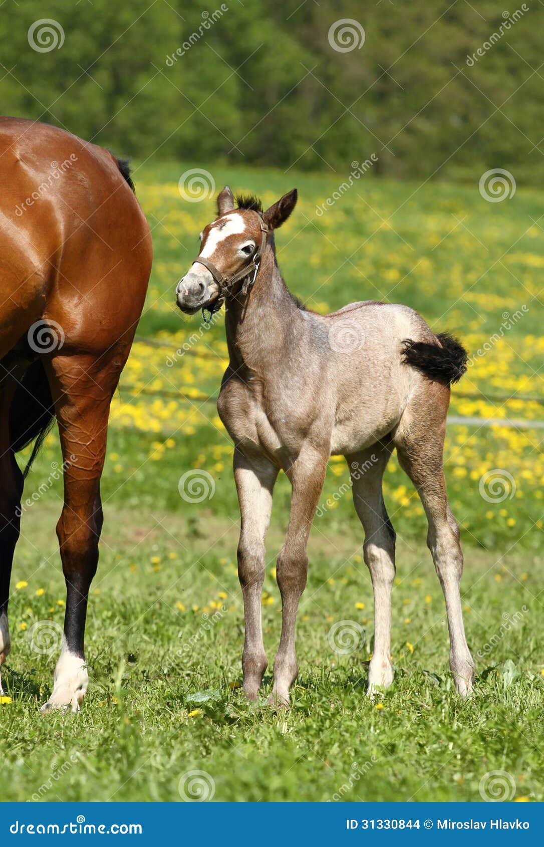 Puledro grigio fotografia stock. Immagine di giovane - 31330844
